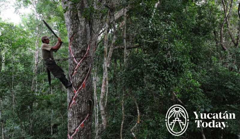 La Historia que no Conocías del Chicle